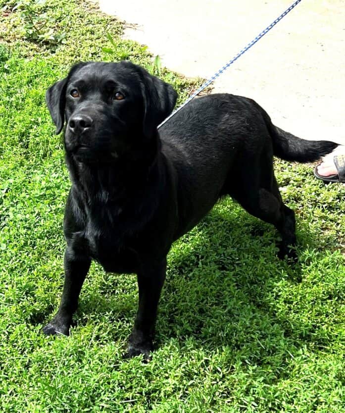 Upcoming Litters | Endless Mountain Labradors