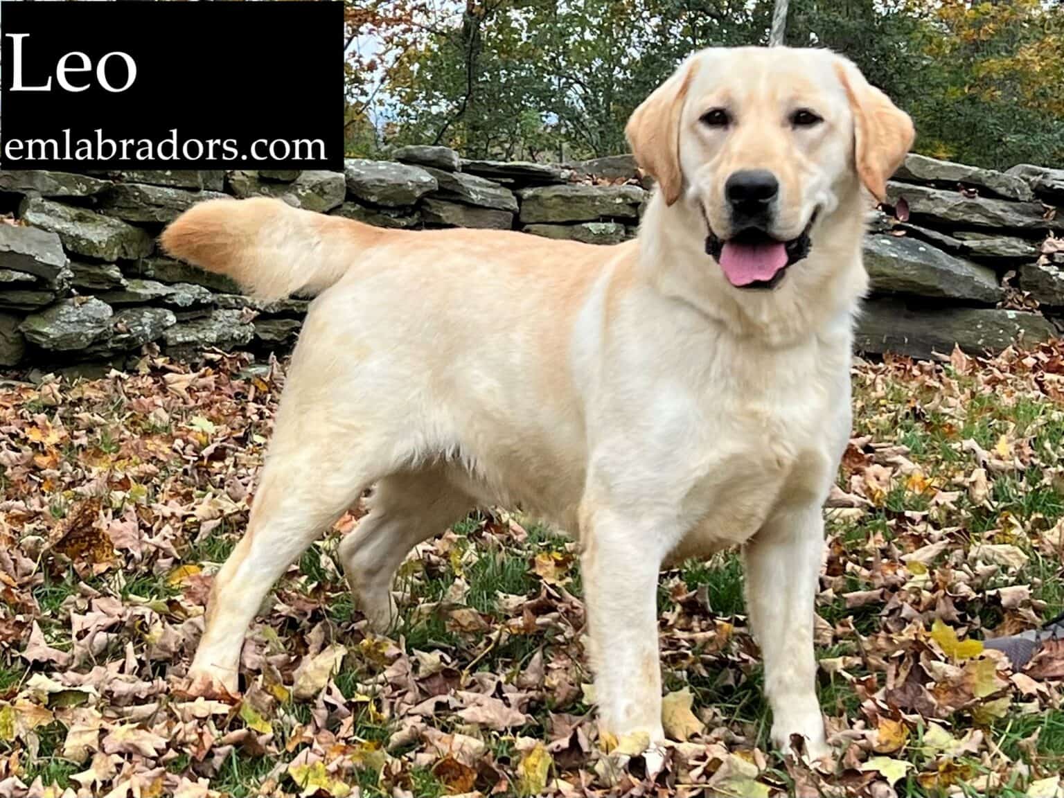 Meet Leo! | Endless Mountain Labradors