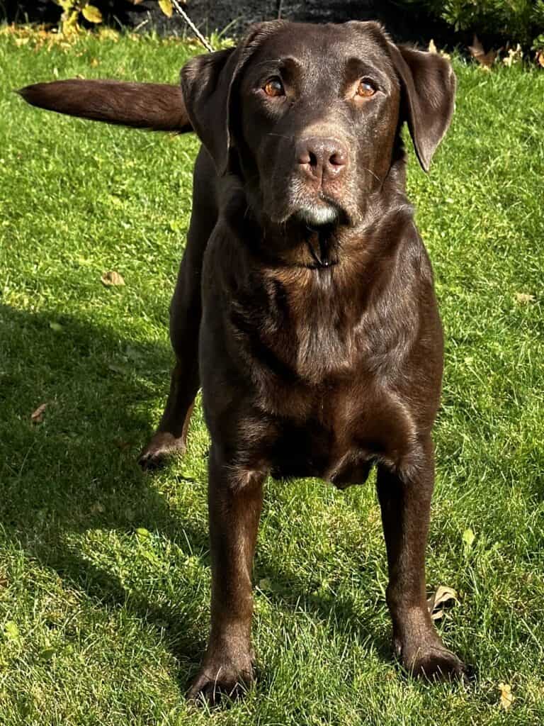 Upcoming Litters | Endless Mountain Labradors