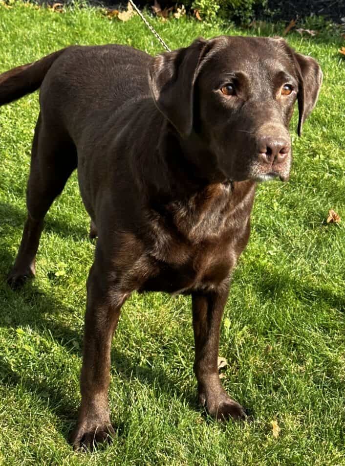 Upcoming Litters | Endless Mountain Labradors