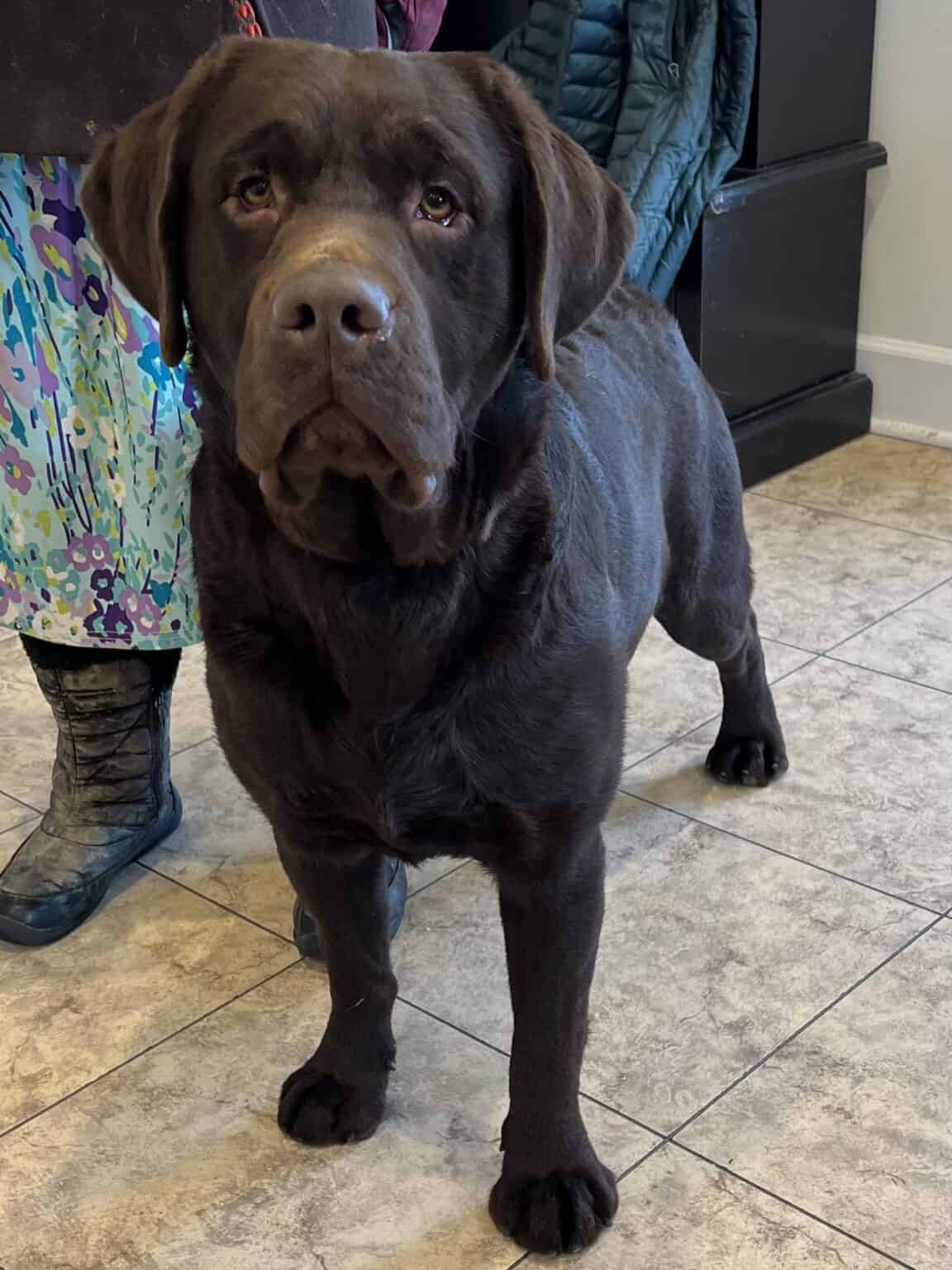 Upcoming Litters | Endless Mountain Labradors