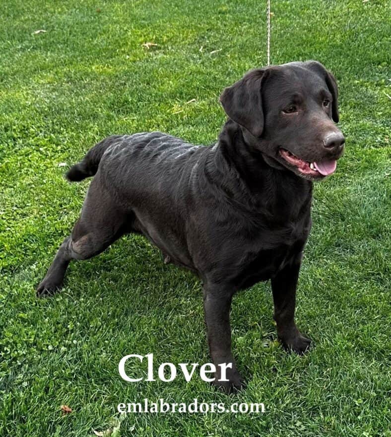 Upcoming Litters | Endless Mountain Labradors