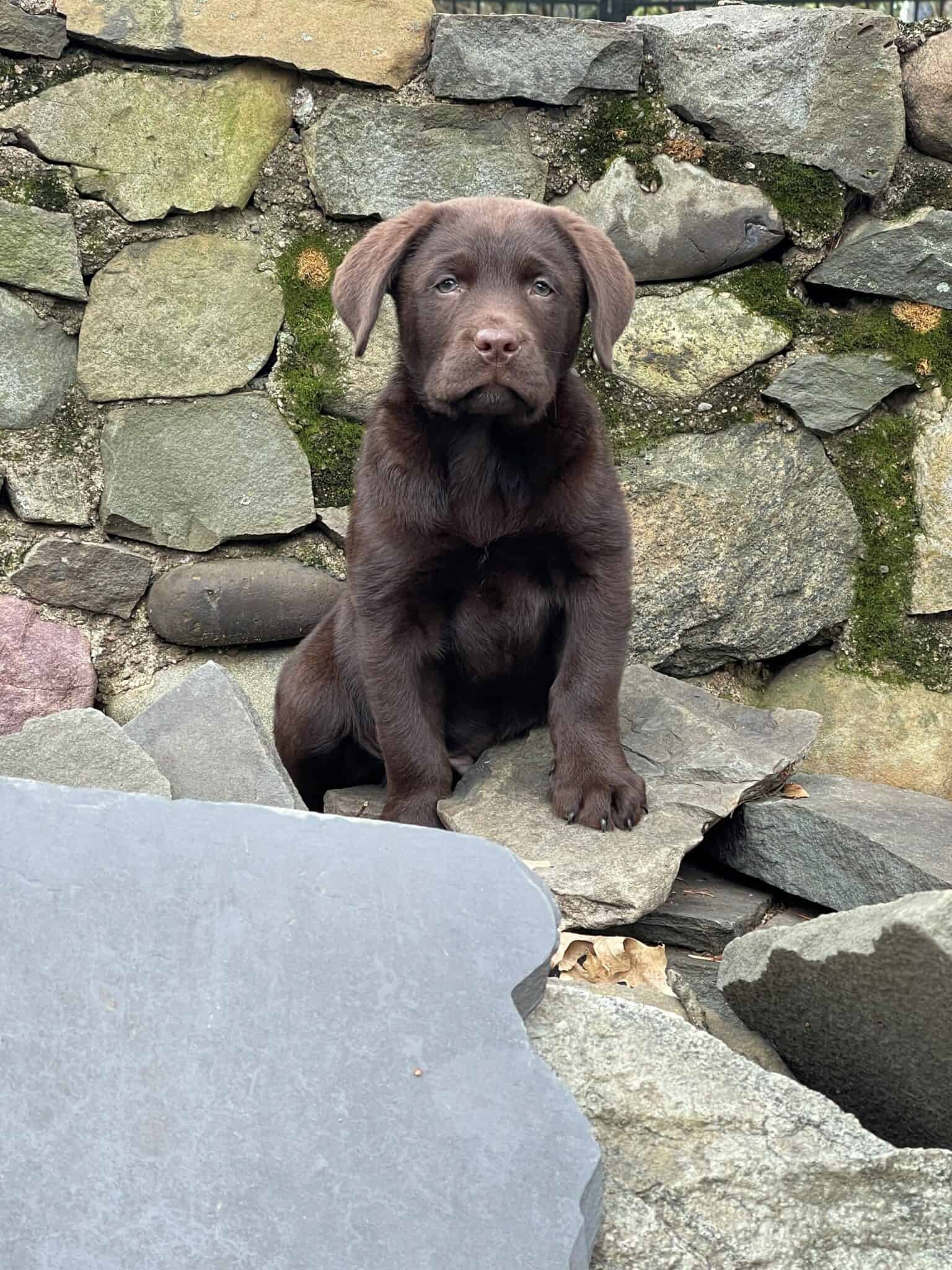 Testimonials | Endless Mountain Labradors