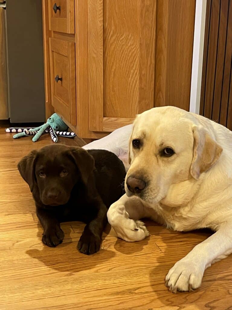 Testimonials | Endless Mountain Labradors