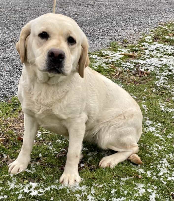 Upcoming Litters | Endless Mountain Labradors