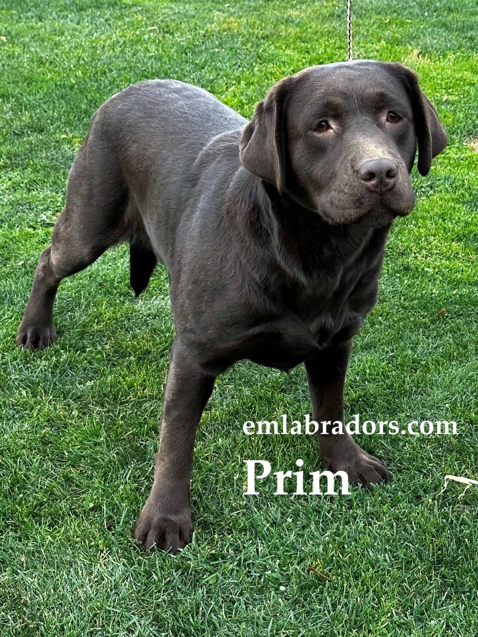 Upcoming Litters | Endless Mountain Labradors