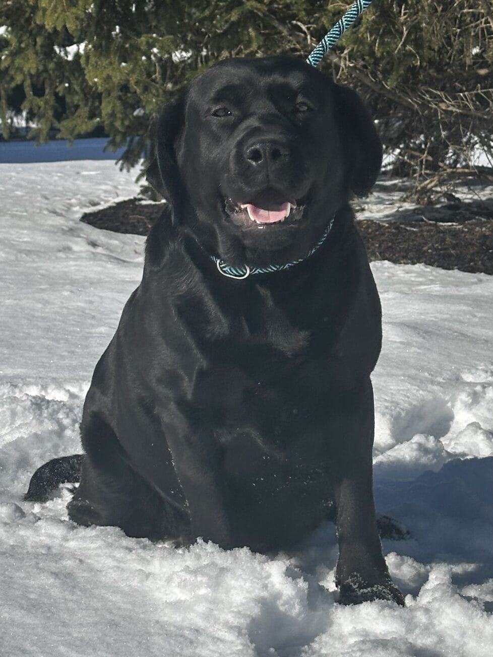 Upcoming Litters | Endless Mountain Labradors