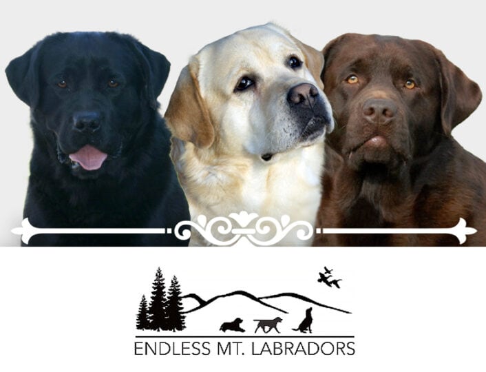 What's Your Favorite Color Lab? | Endless Mountain Labradors