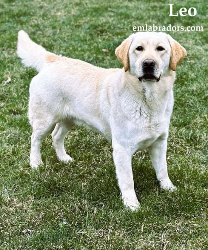 Upcoming Litters | Endless Mountain Labradors