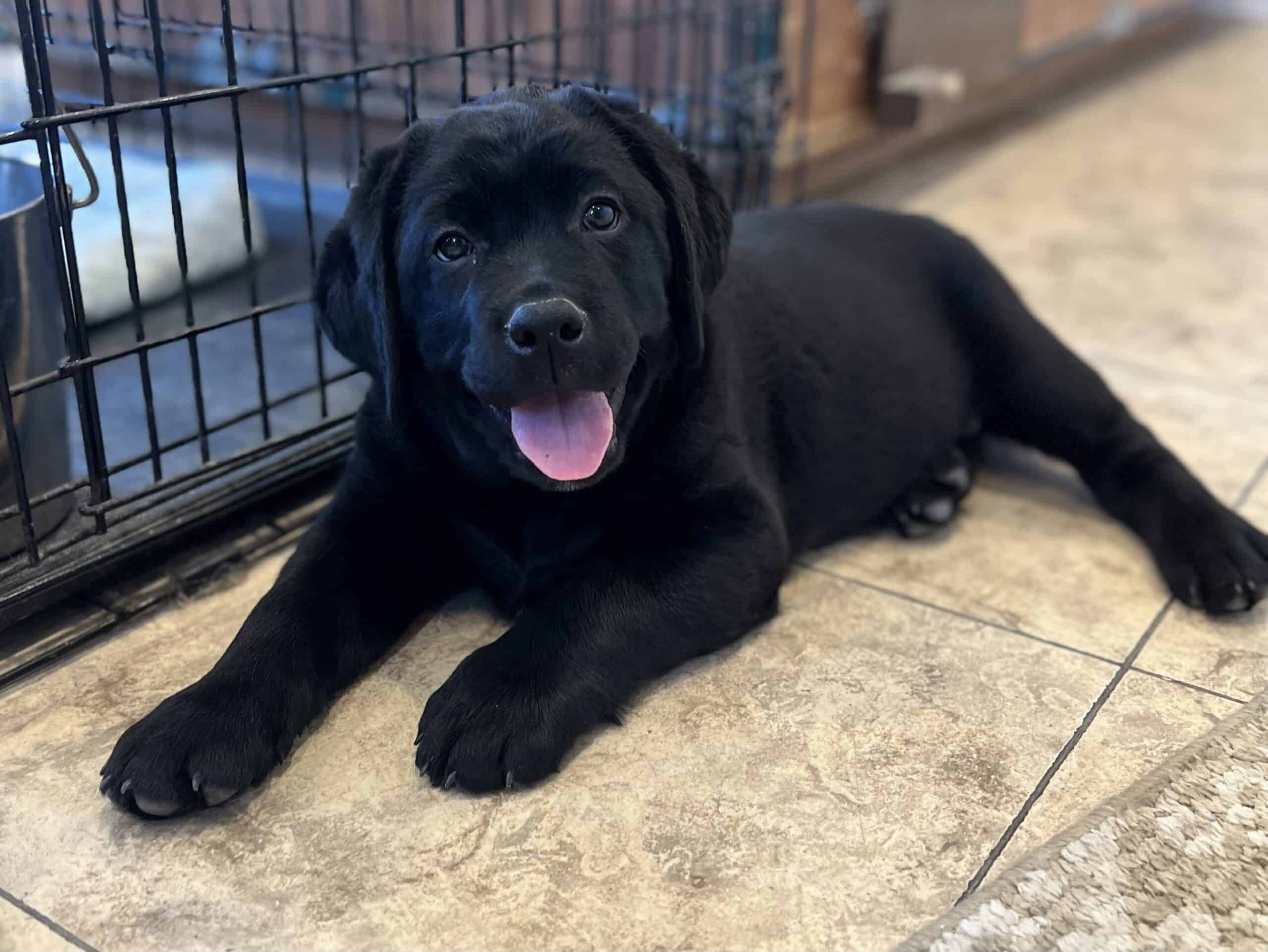 Upcoming Litters | Endless Mountain Labradors