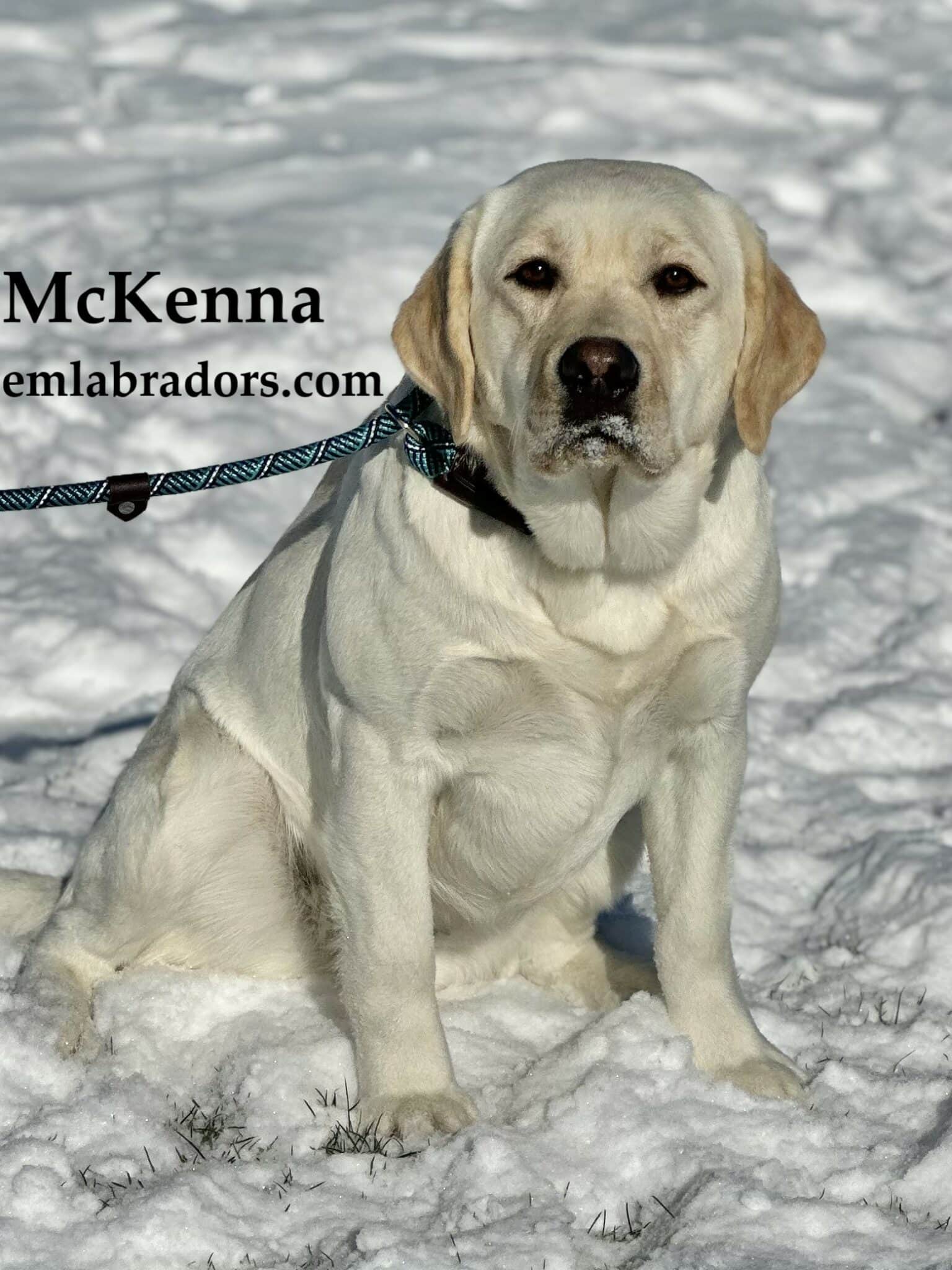 Upcoming Litters | Endless Mountain Labradors