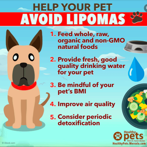 Lipomas/Fatty Cysts in Labradors - Endless Mountain Labradors