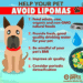 Lipomas/Fatty Cysts in Labradors - Endless Mountain Labradors