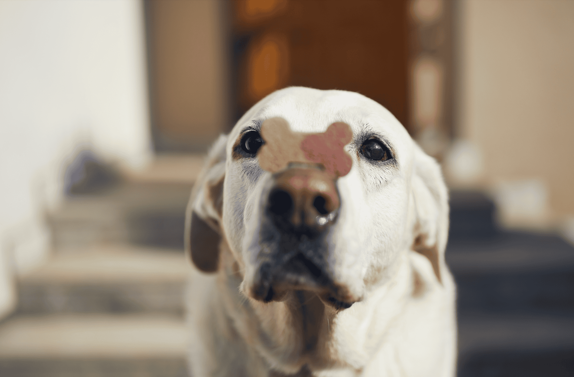 What's hidden in store-bought/homemade treats that can turn into a POOP ...