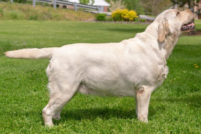 Upcoming Litters | Endless Mountain Labradors