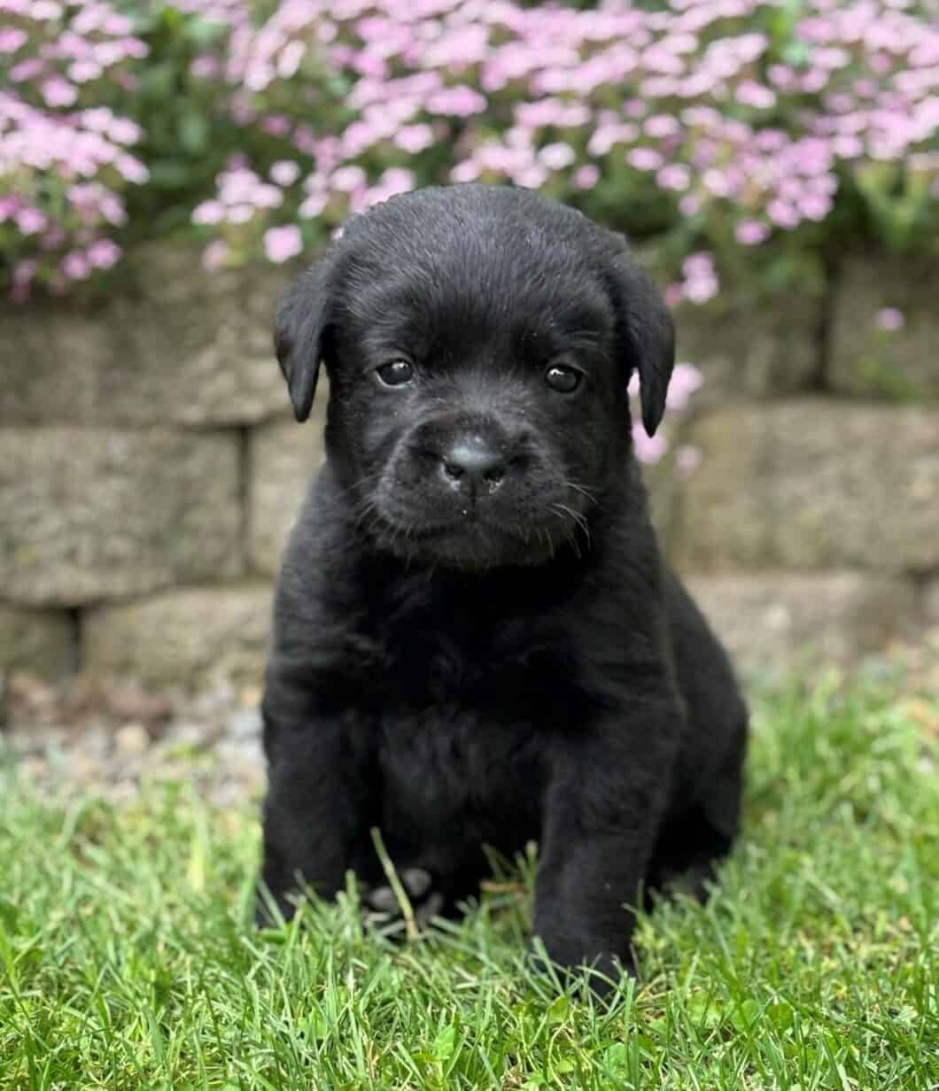 Upcoming Litters | Endless Mountain Labradors