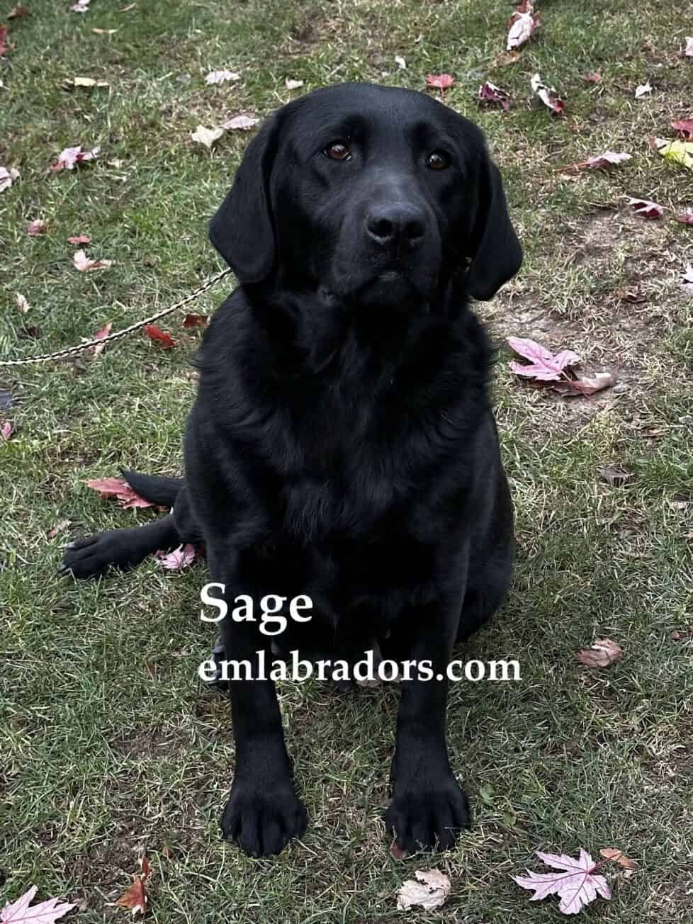 Upcoming Litters | Endless Mountain Labradors