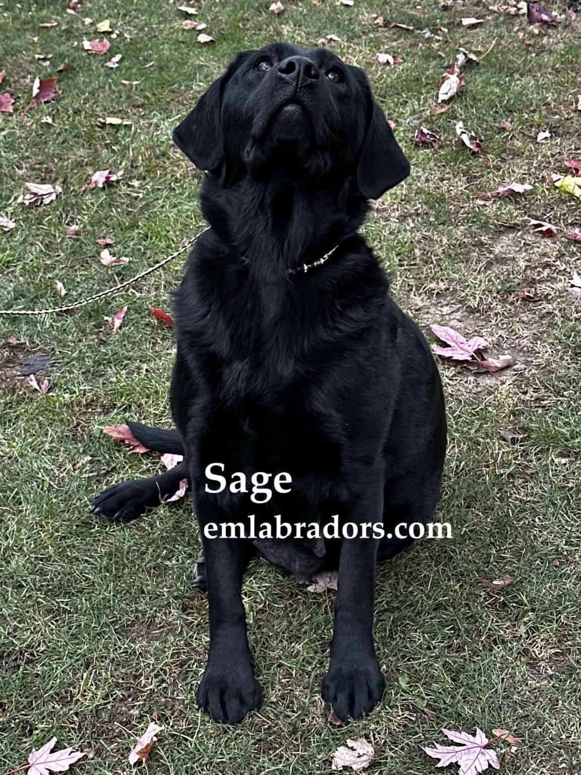 Upcoming Litters | Endless Mountain Labradors