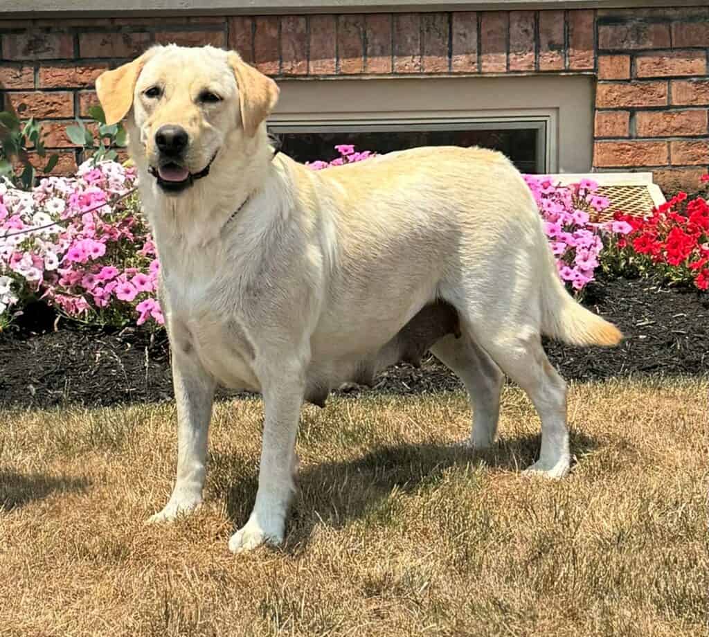 Upcoming Litters | Endless Mountain Labradors