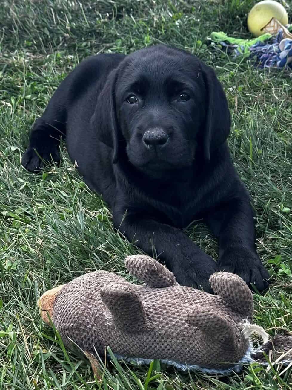 Upcoming Litters | Endless Mountain Labradors