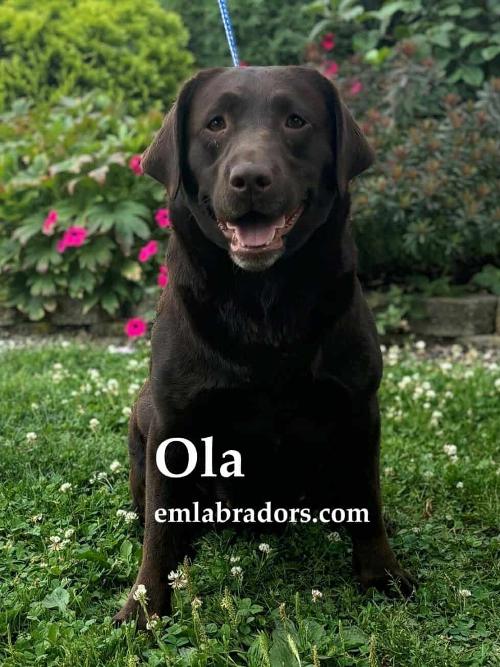 Upcoming Litters | Endless Mountain Labradors
