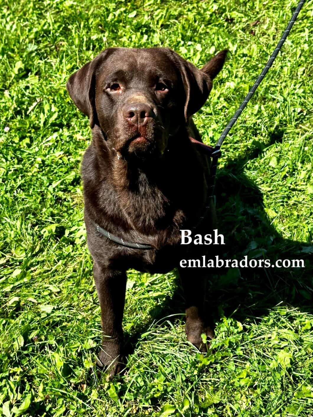 Upcoming Litters - Endless Mountain Labradors