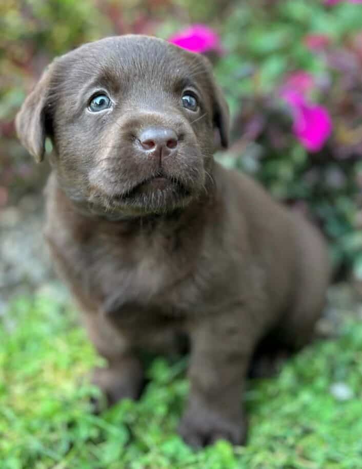 Upcoming Litters | Endless Mountain Labradors