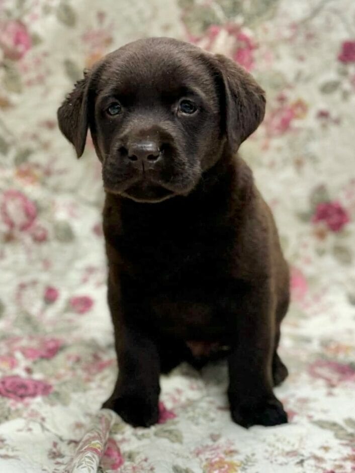 Upcoming Litters | Endless Mountain Labradors