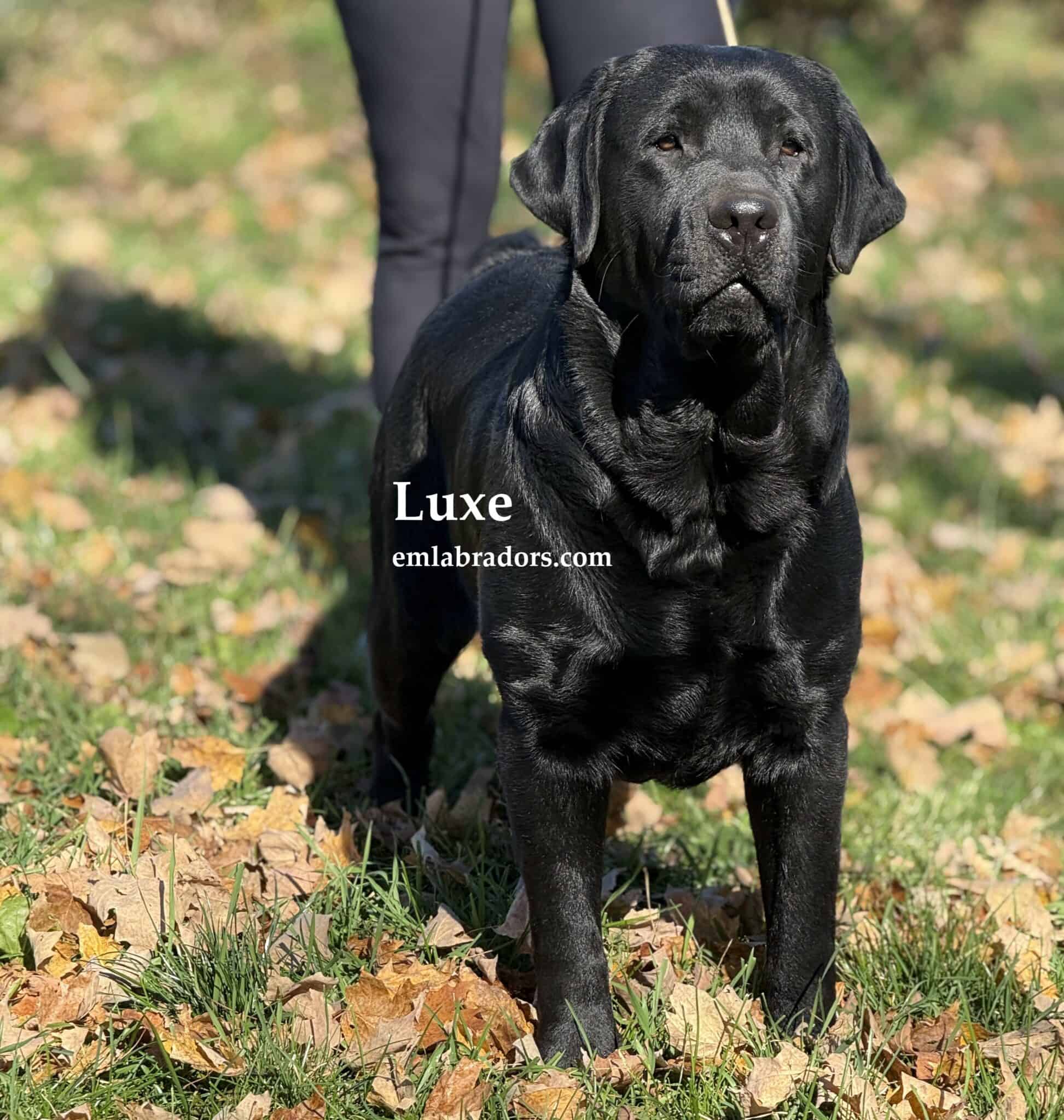 Upcoming Litters | Endless Mountain Labradors