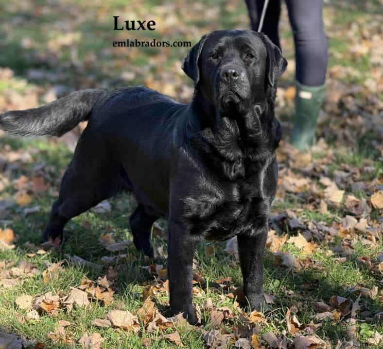 Upcoming Litters - Endless Mountain Labradors